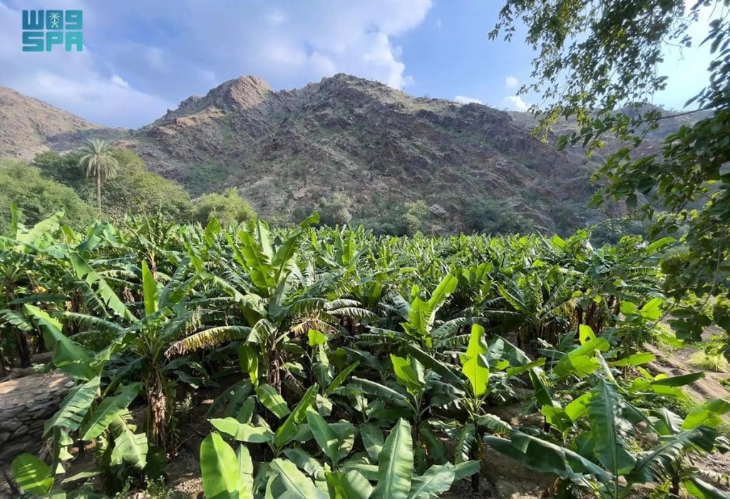 Saudi Arabia to plant 45m fruit trees as it plans banana and lemon ...