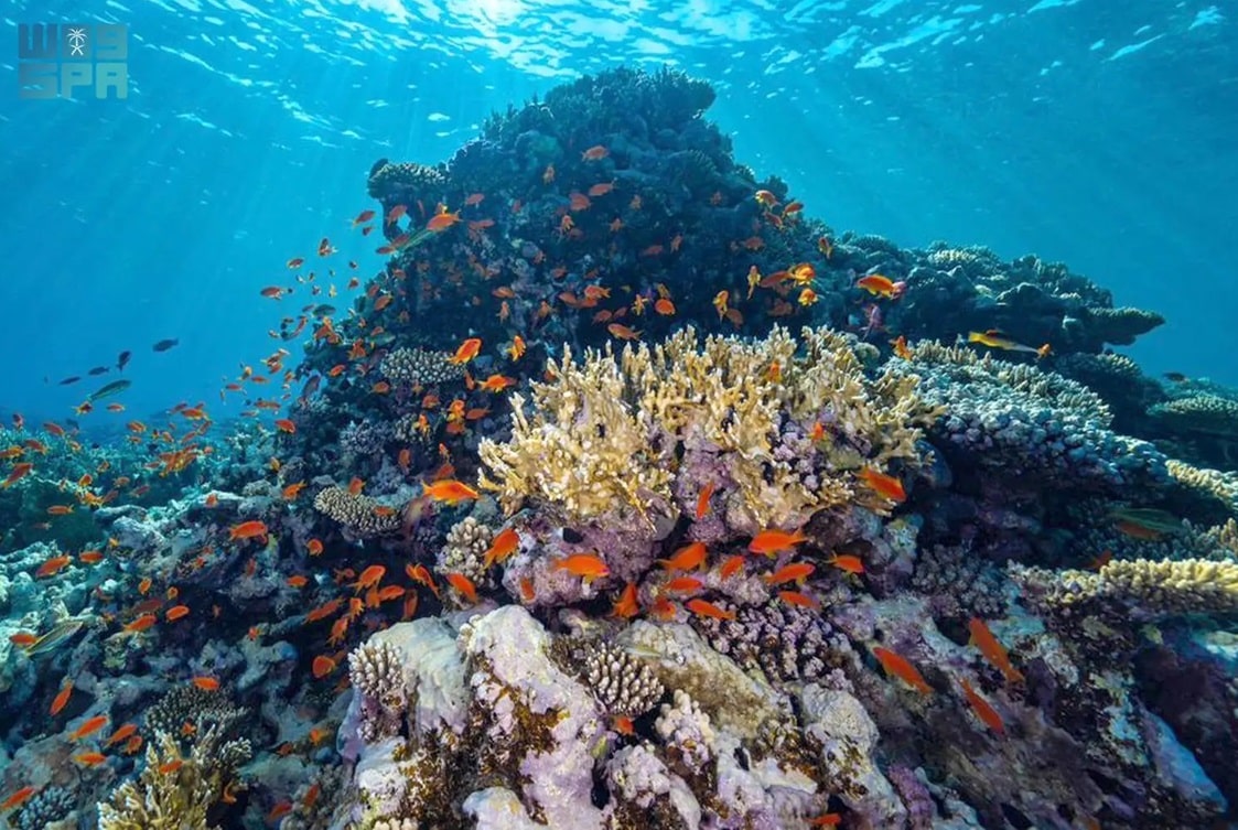 NEOM and KAUST unveil world’s largest coral restoration project ...