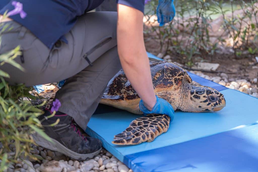 In pictures: Dubai Turtle Rehabilitation Project marks 20 years ...