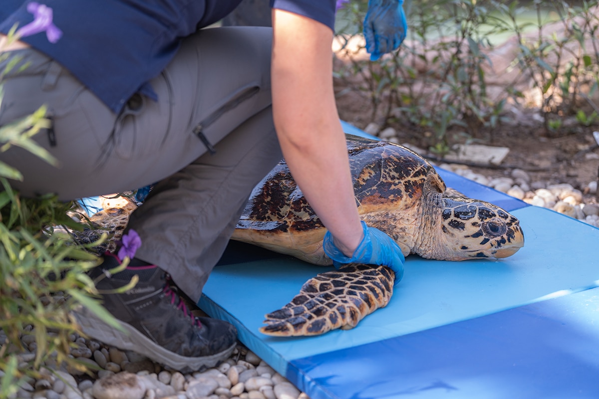In pictures: Dubai Turtle Rehabilitation Project marks 20 years; Jumeirah releases 63 sea ...