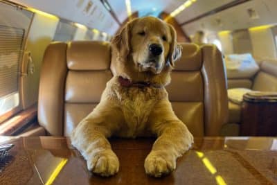 K9 JETS launches new Dubai-Europe pet charter routes - Arabian Business ...